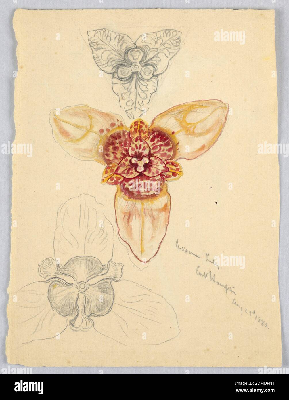 Japanese Lily, East Hampton, Samuel Colman, American, 1832–1920, Brush ...