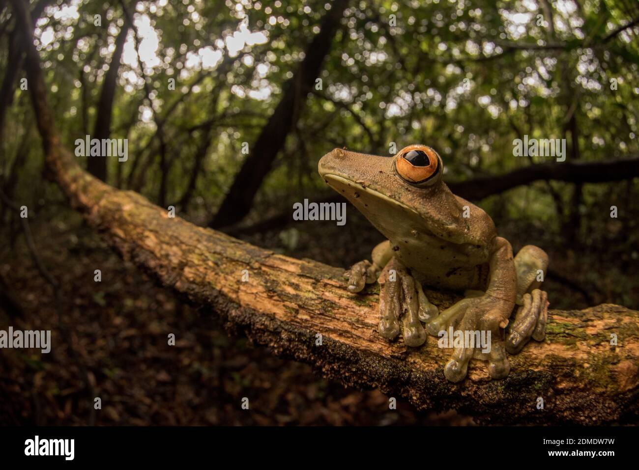 A large tree frog in the Amazon rainforest in Colombia, sitting on a ...