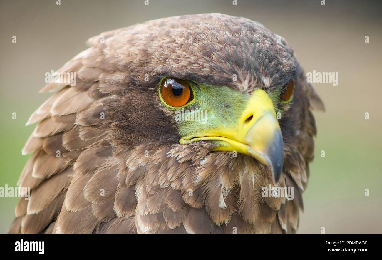 A selective focus shot of a magnificent eagle with hunting eyes Stock ...