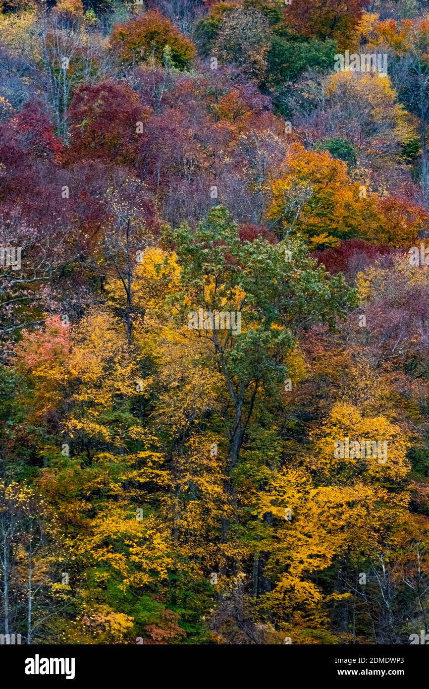 Treetops Autumn Color in Virginia Stock Photo - Alamy