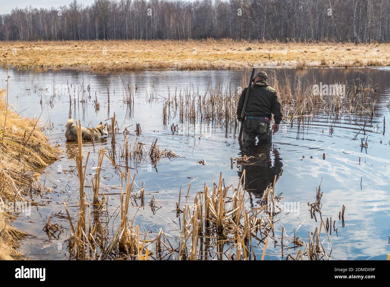 Hunter with a dog crossing the swamp Stock Photo - Alamy