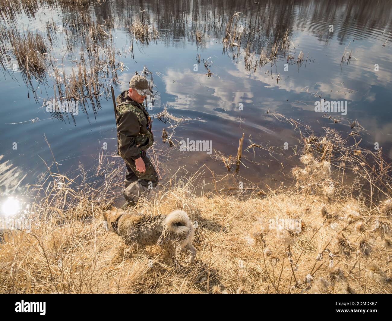Hunter with a dog crossing the swamp Stock Photo - Alamy