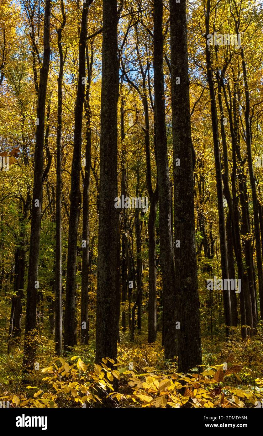 Tall Trees Autumn Color in Virginia Stock Photo - Alamy