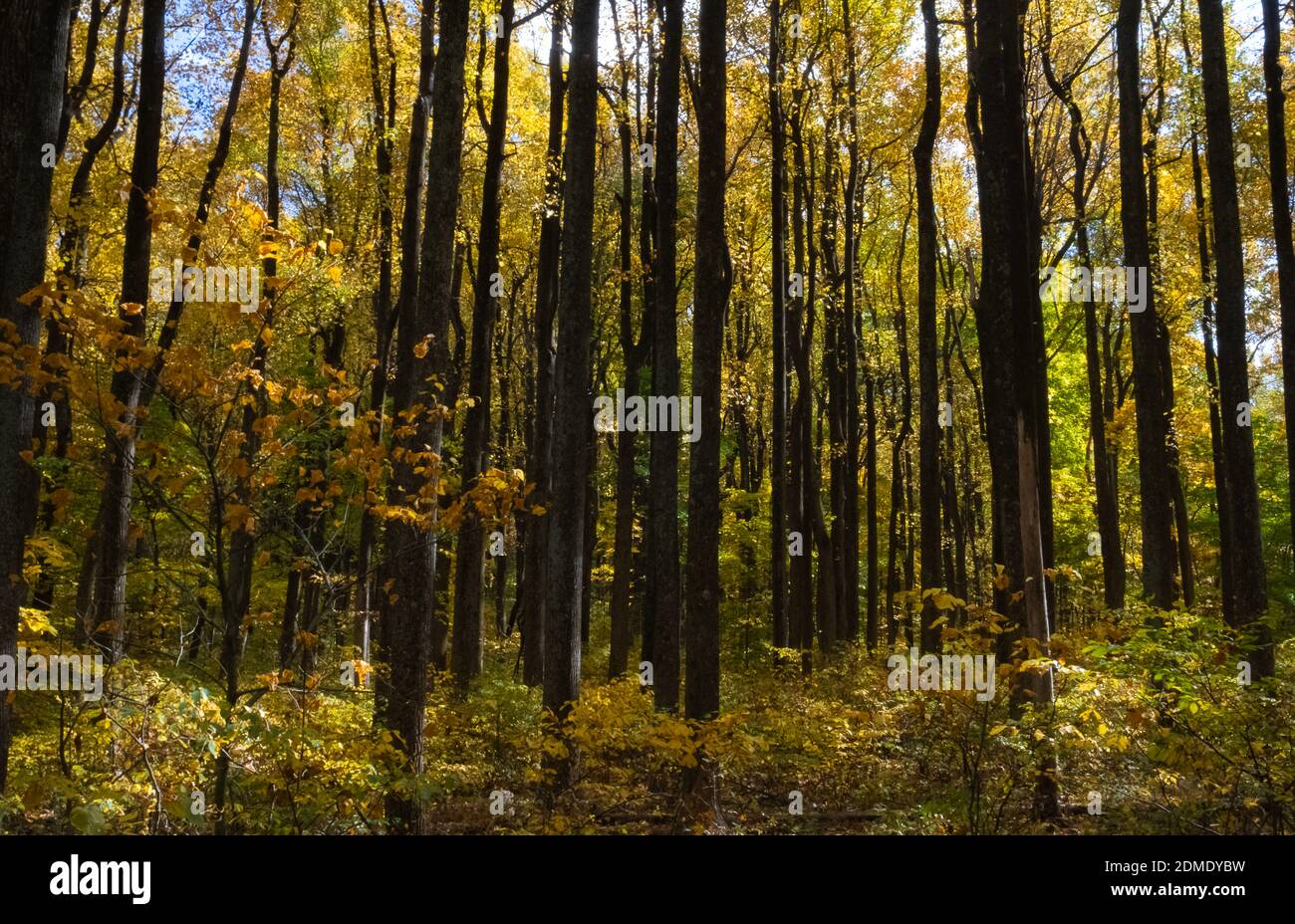 Tall Trees Autumn Color in Virginia Stock Photo - Alamy
