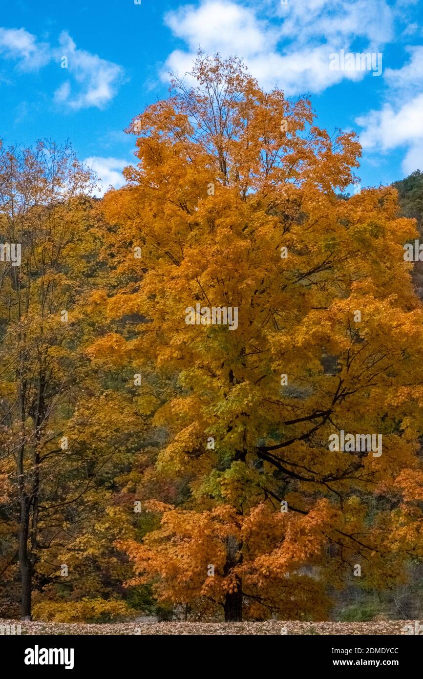 Autumn Color in Virginia Stock Photo - Alamy