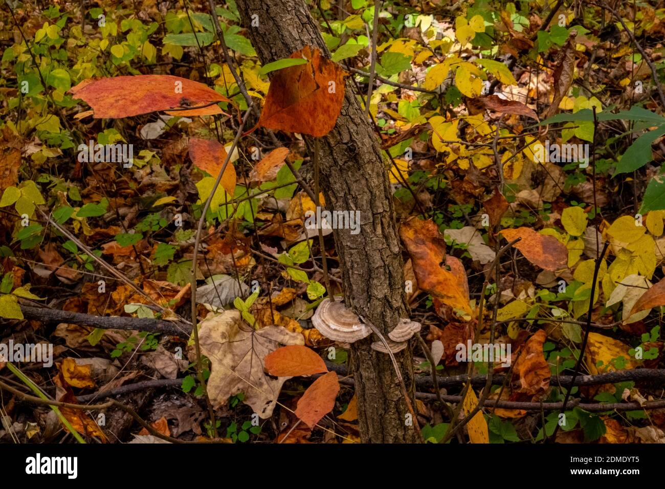 Colorful tree trunk hi-res stock photography and images - Alamy