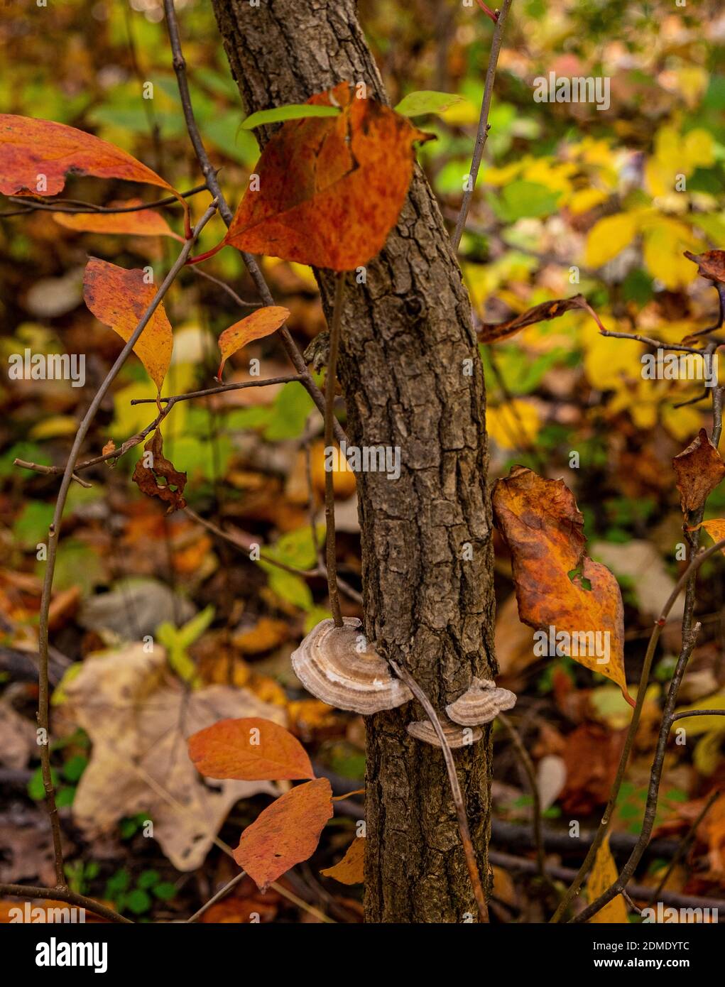 Beauty of mushrooms hi-res stock photography and images - Alamy