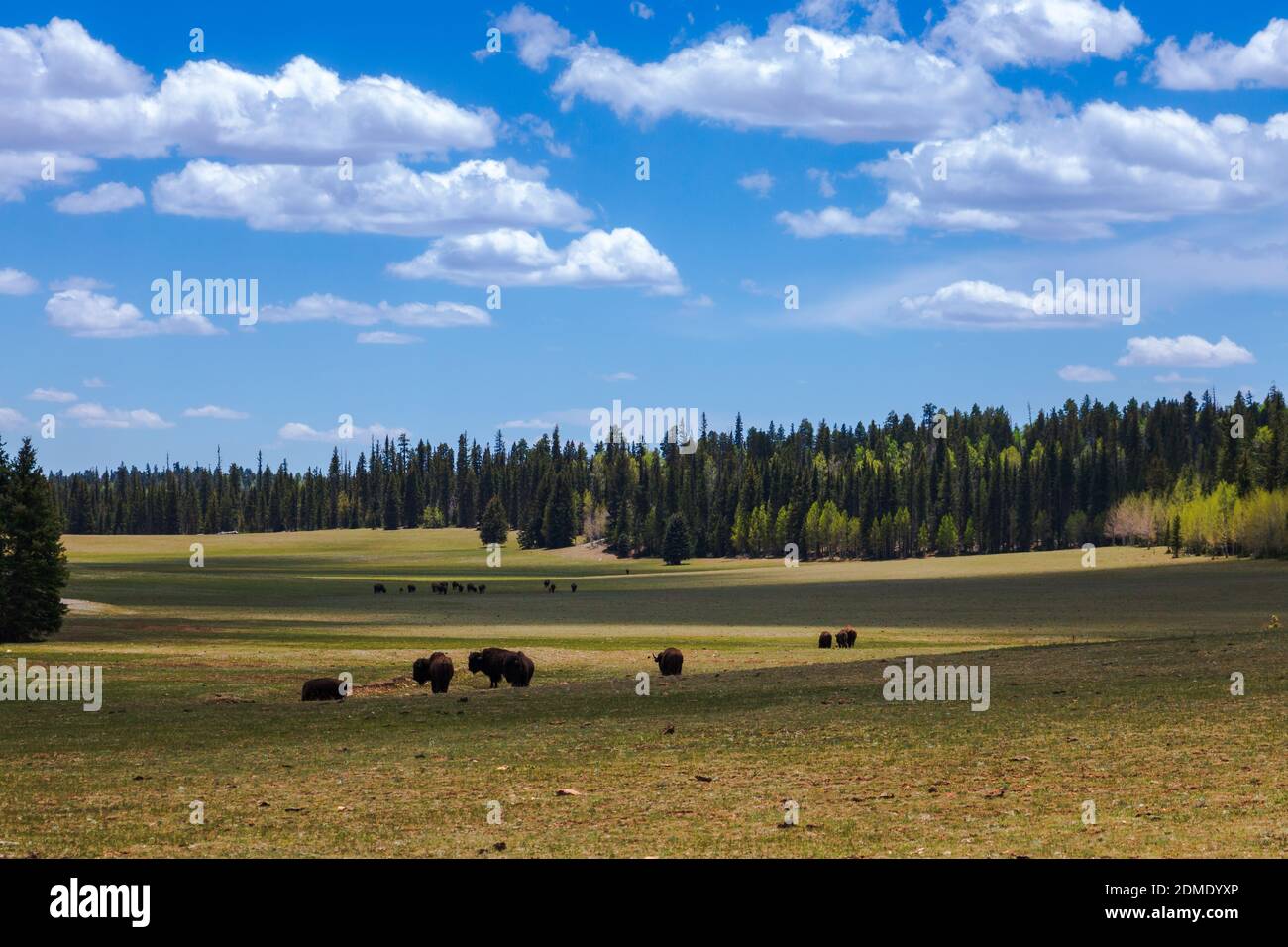 Male bison herd pasture hi-res stock photography and images - Alamy