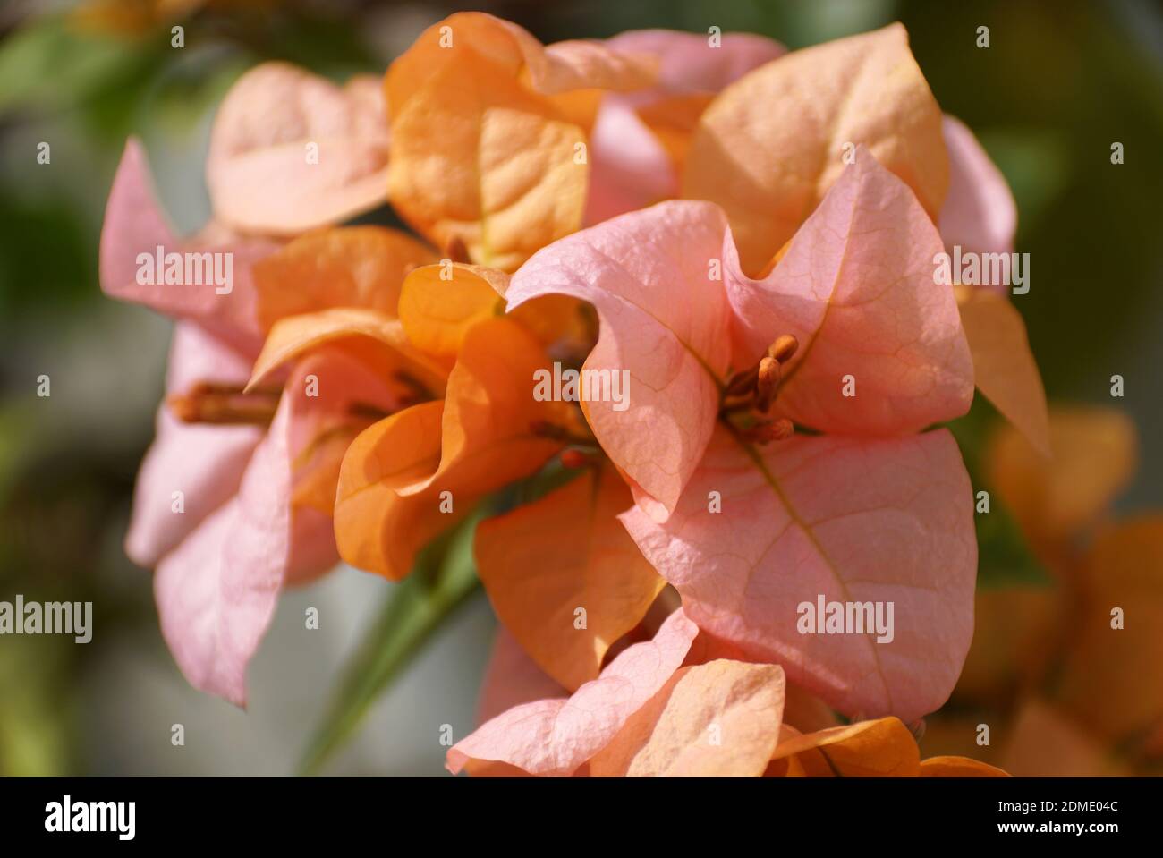 Rosa Preciosa, a pink and orange color of bougainvillea flowers Stock ...