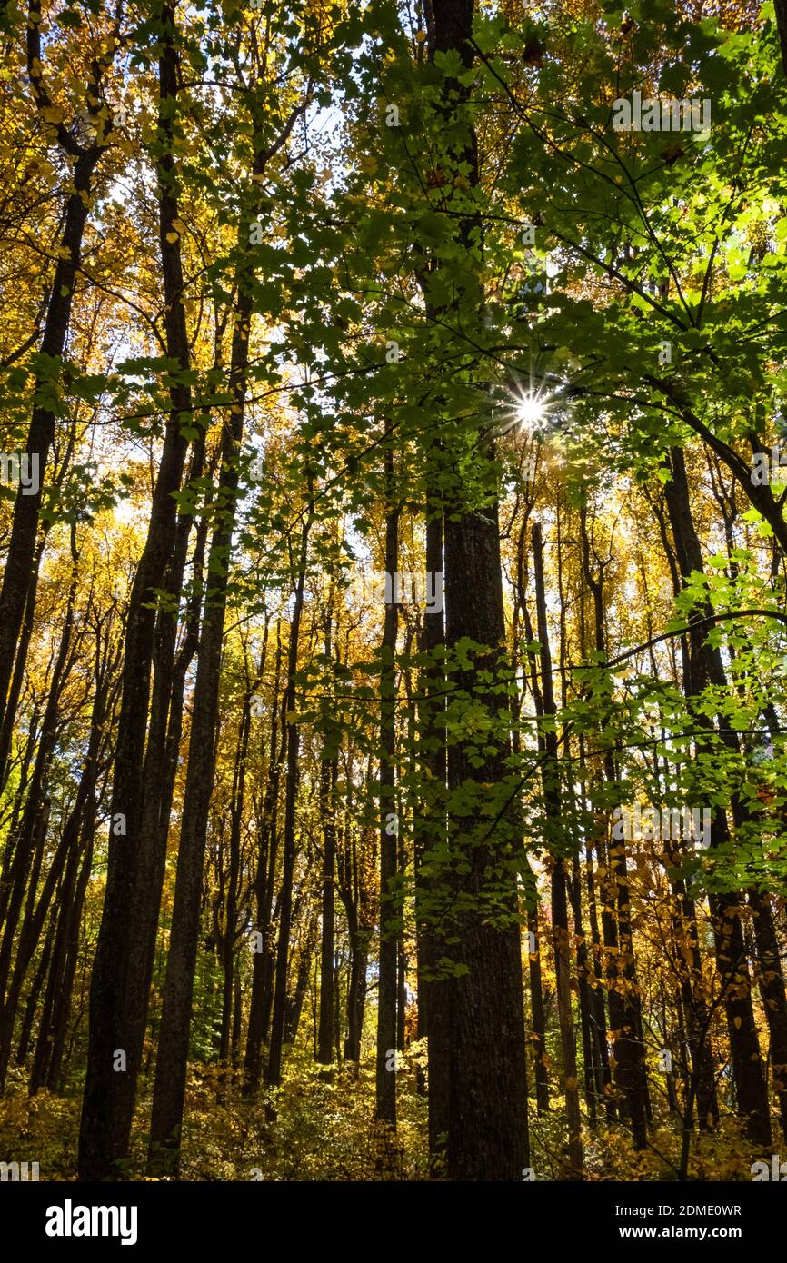 Tall trees sunburst Autumn Color Stock Photo - Alamy
