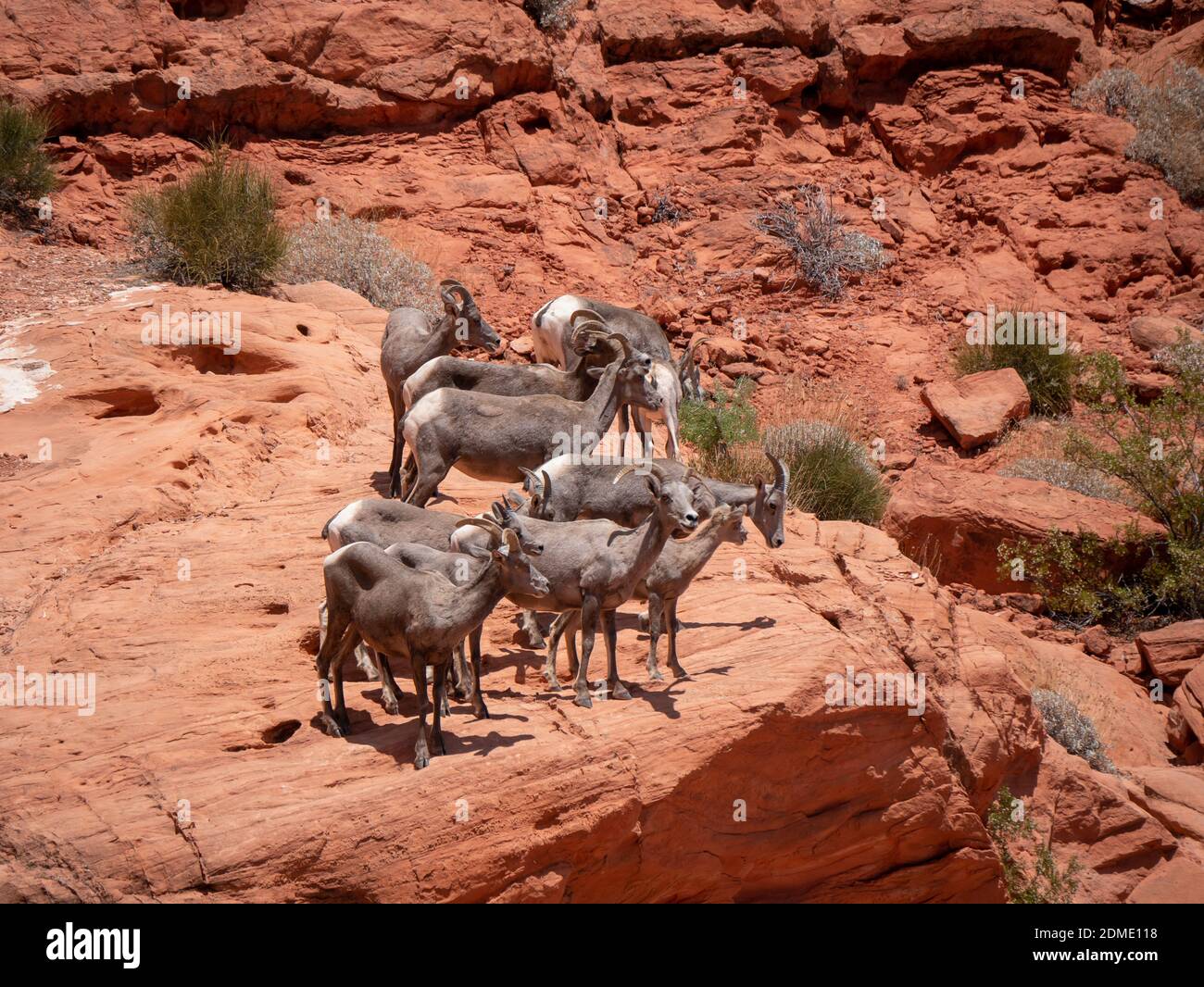 Herd of Desert bighorn sheep, Ovis canadensis nelsoni Stock Photo - Alamy