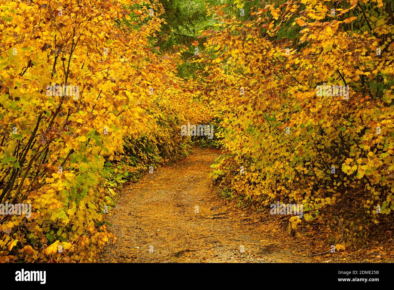 Vine maple growing in forest hi-res stock photography and images - Alamy
