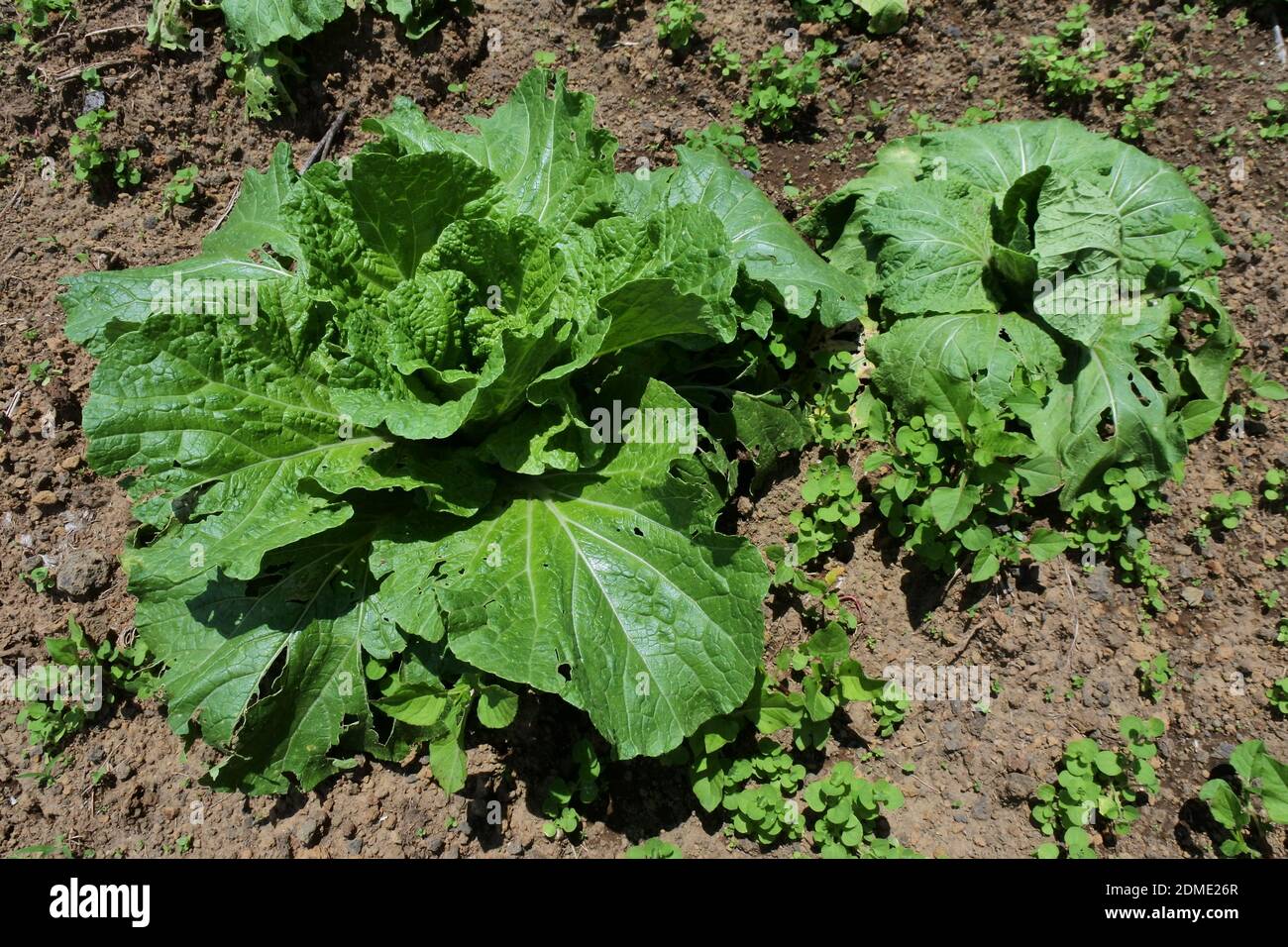 A high angle shot of romaine lettuce growing in a farm field under the ...