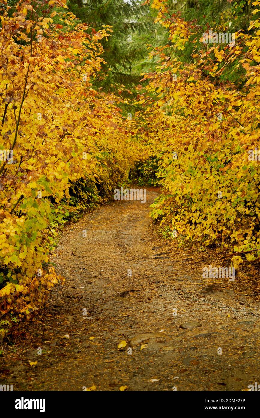 Vine maple growing in forest hi-res stock photography and images - Alamy