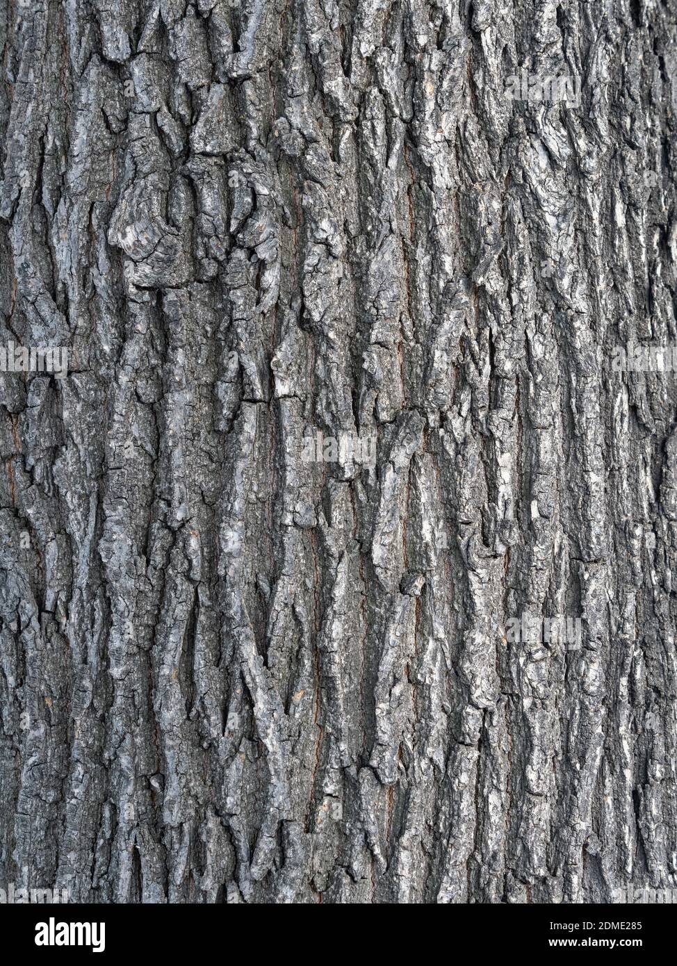 The texture of the bark of an old willow. Detailed bark texture ...