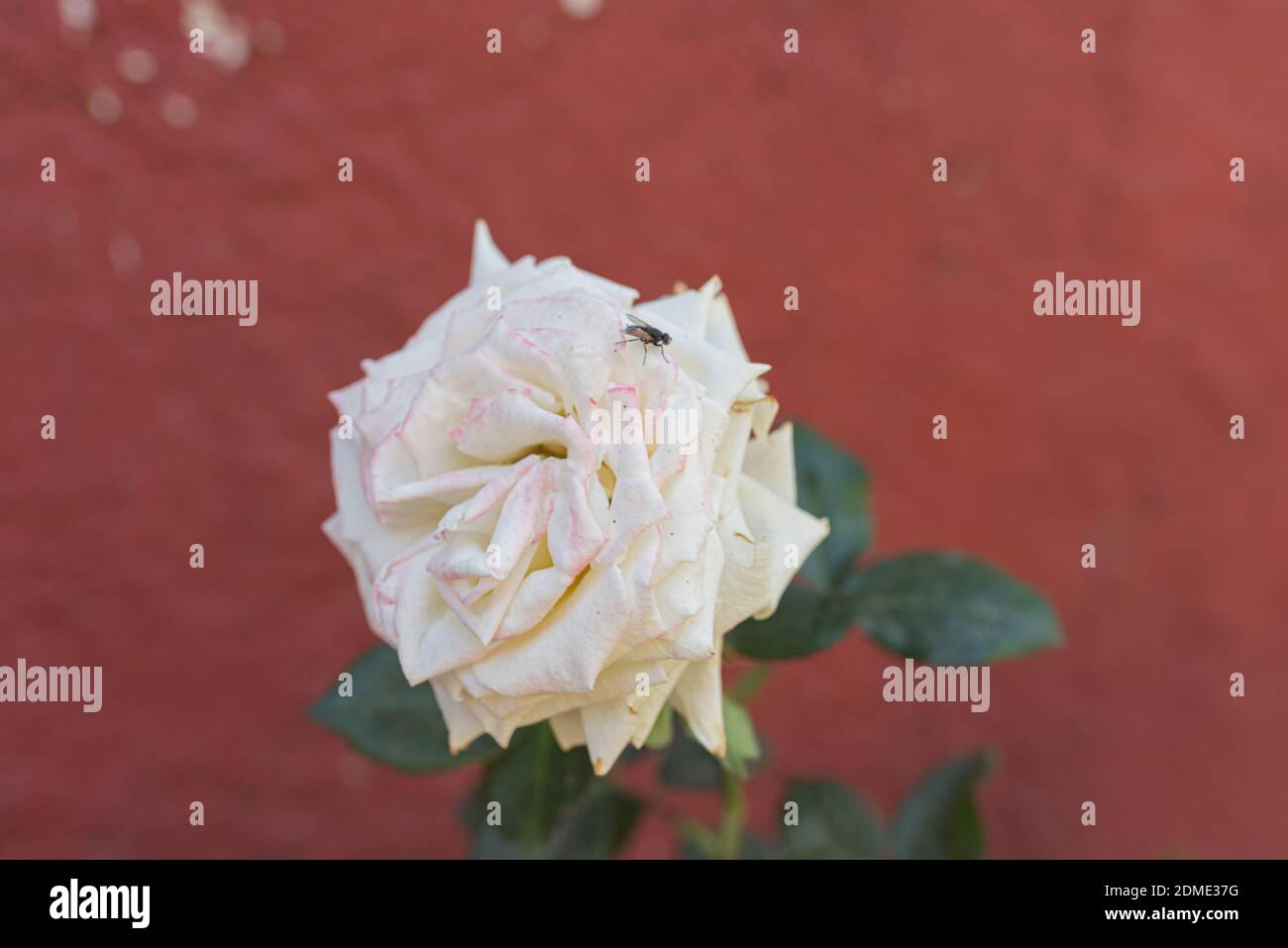 A closeup of a fly on a white garden rose against a red blurry ...