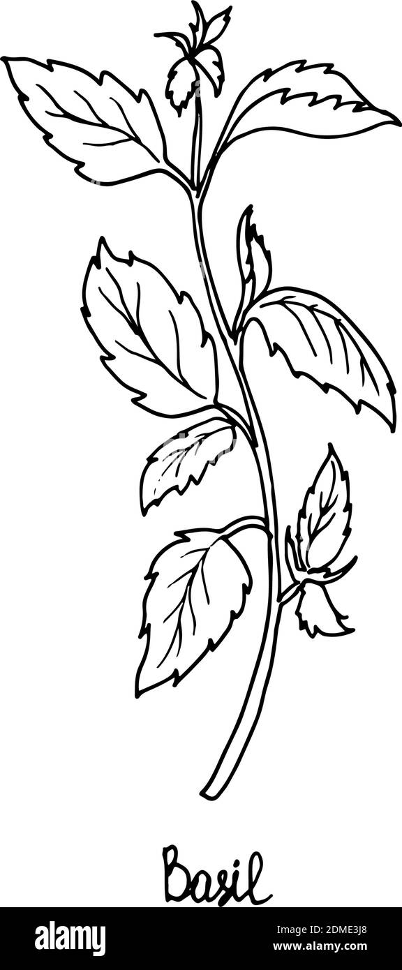 Spicy herbs are grown in the garden. Basil. Vector illustration is ...