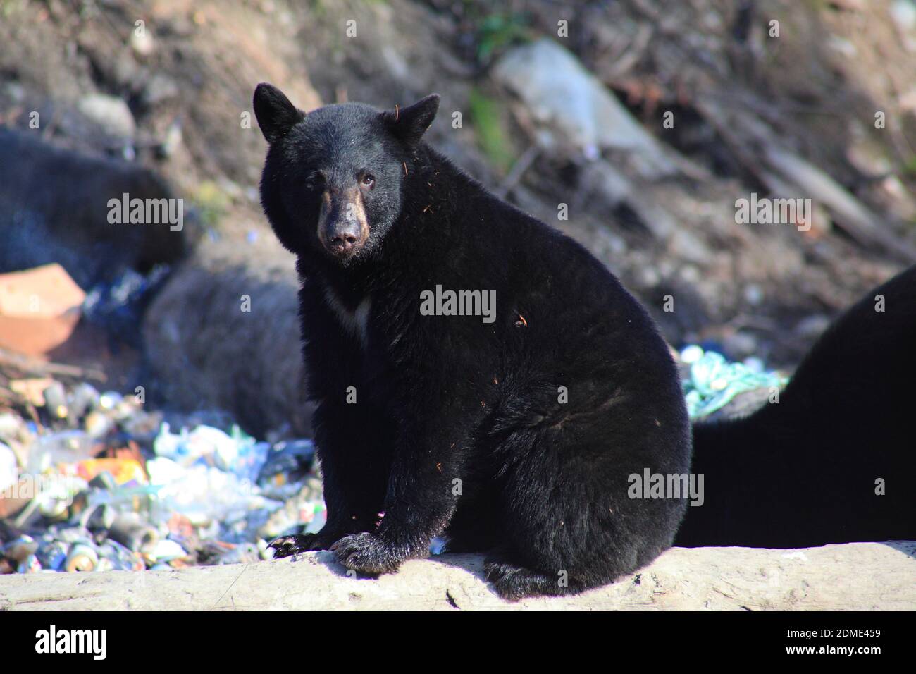Black bears of the village dump Stock Photo - Alamy