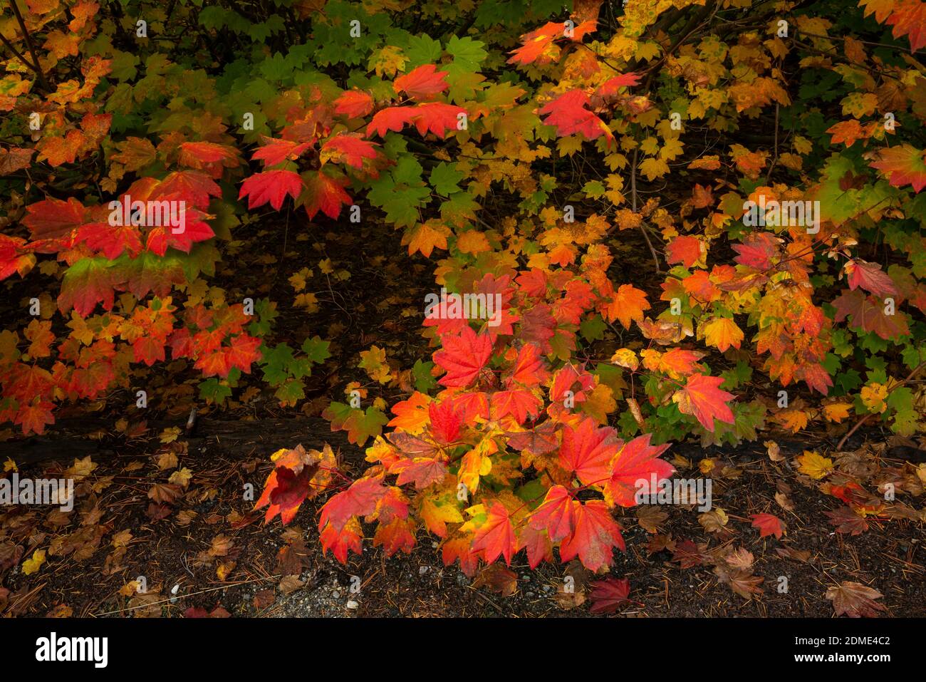 Vine maple tree hi-res stock photography and images - Alamy