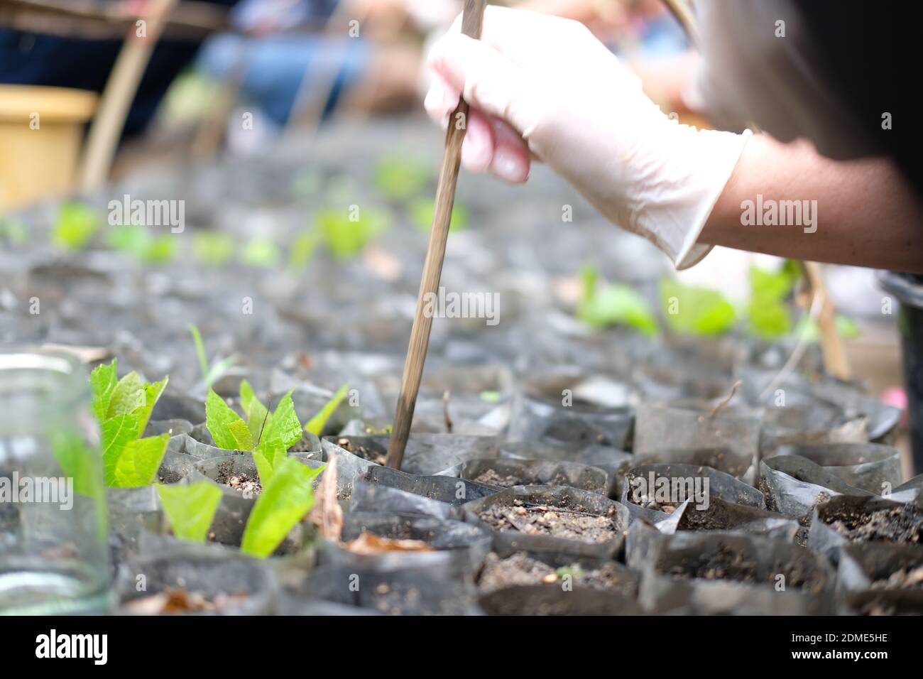 Teak seedling hi-res stock photography and images - Alamy