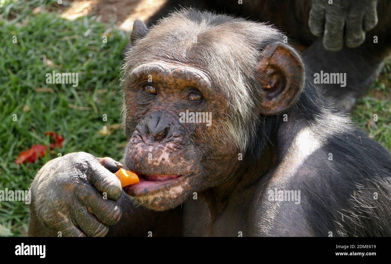 Chimpanzee wild food hi-res stock photography and images - Alamy