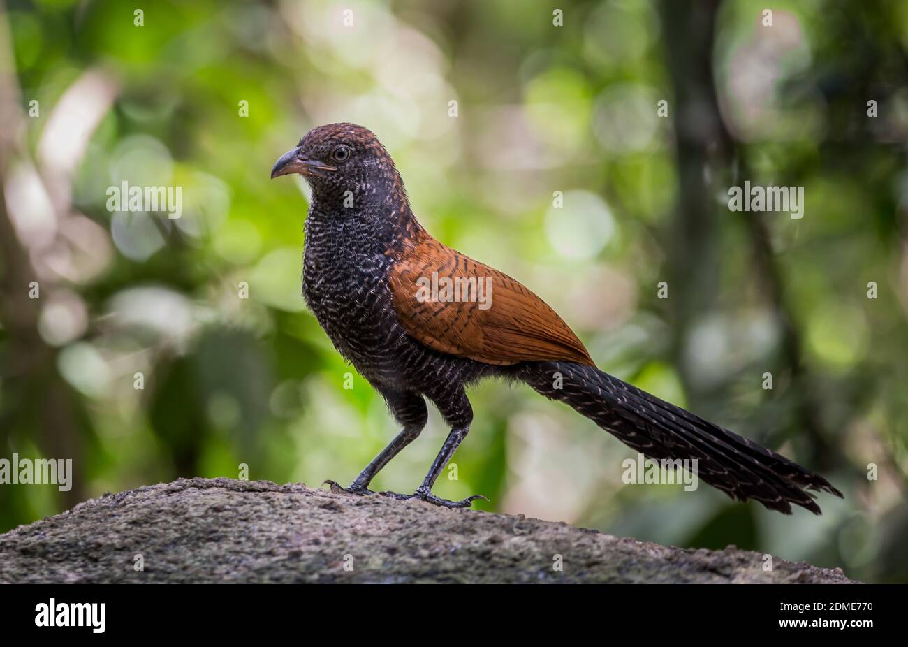 Centropus senegalensis hi-res stock photography and images - Alamy