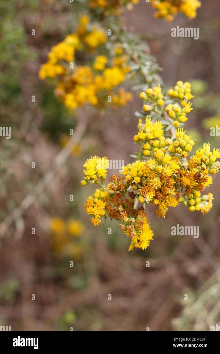 Coast goldenbush hi-res stock photography and images - Alamy