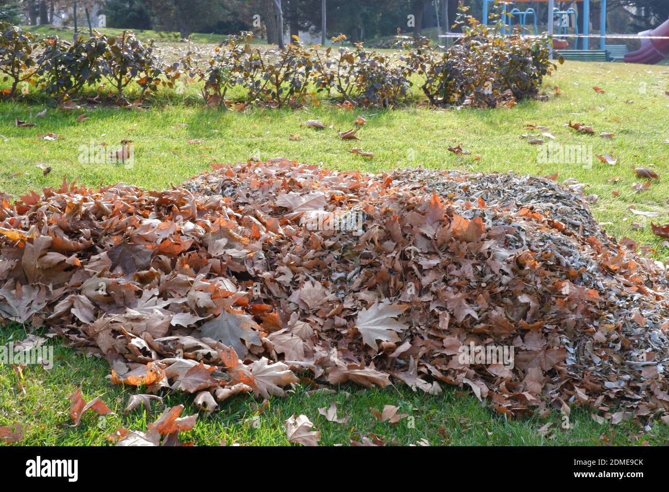 Red leave red leaves hi-res stock photography and images - Alamy