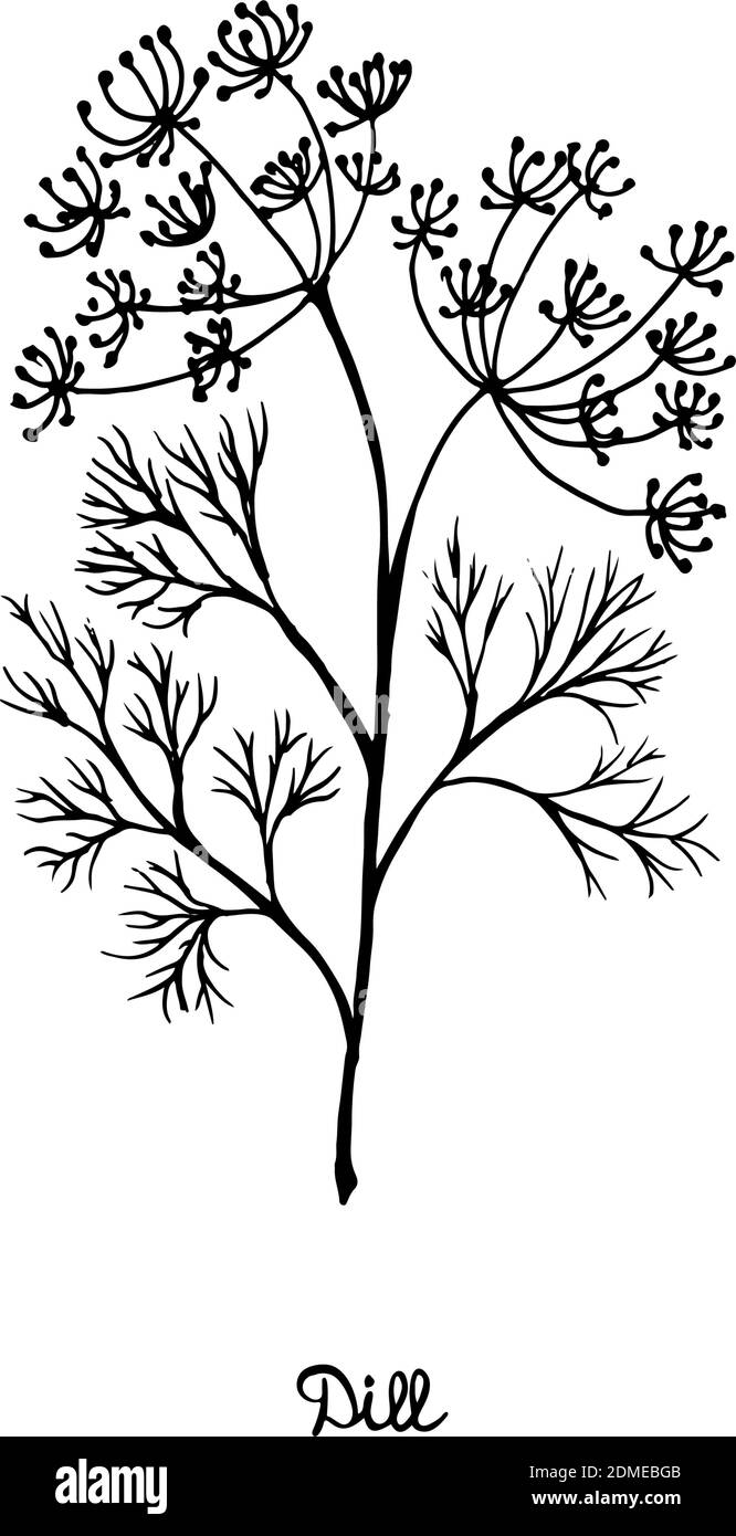 Dill Flower Drawing