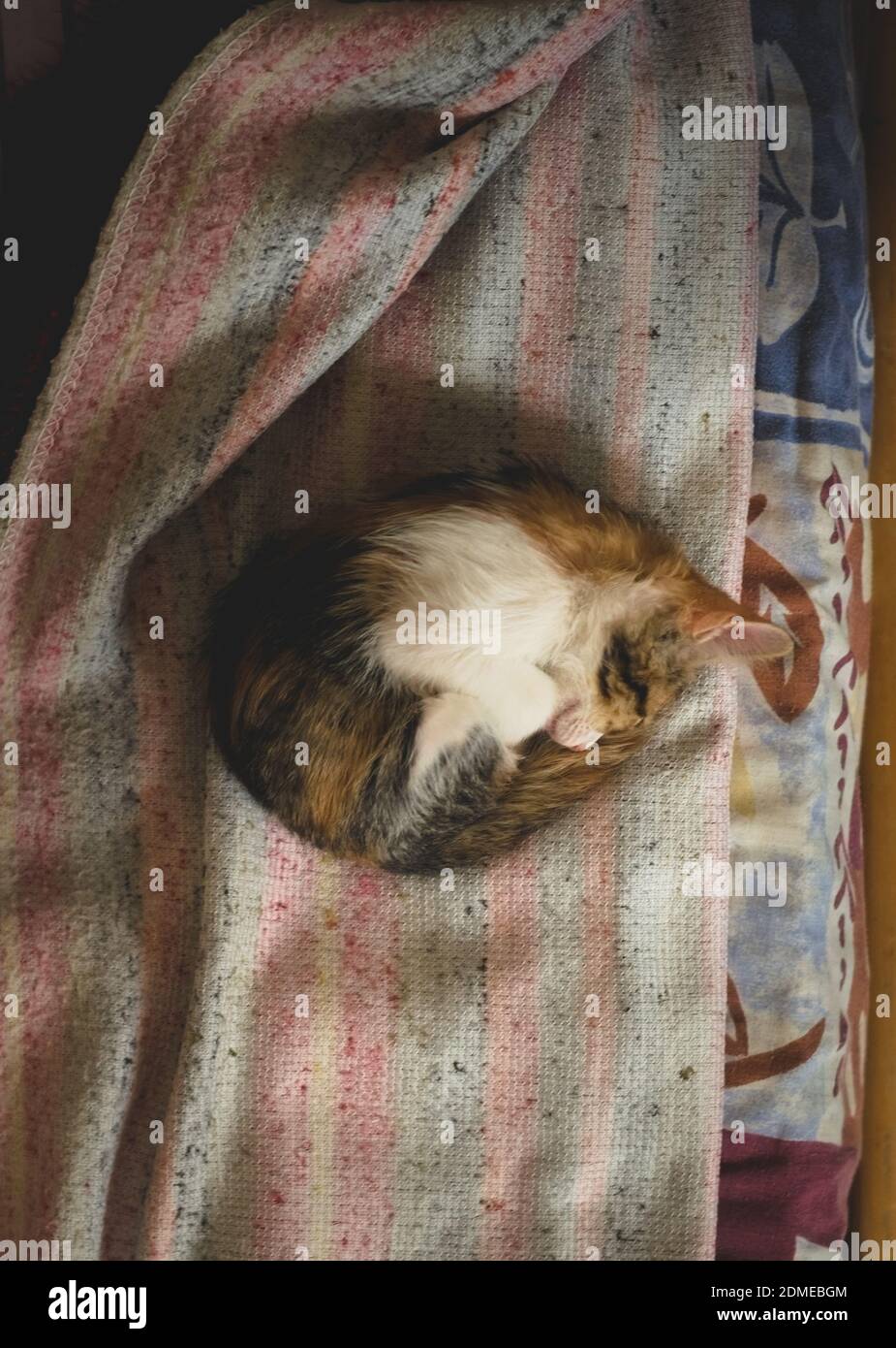 Tabby cat curled up sleeping hi-res stock photography and images - Alamy