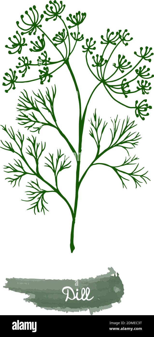 Dill green in garden Stock Vector Images - Alamy