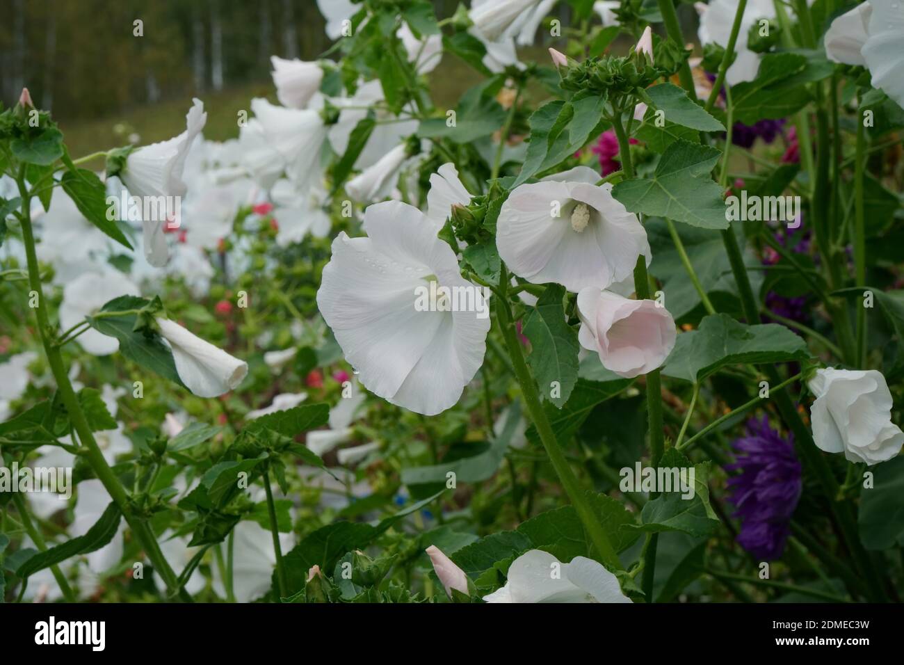 Lush White Lavatera 'Mont Blanc' (lat.Lavatera trimestris) after rain ...