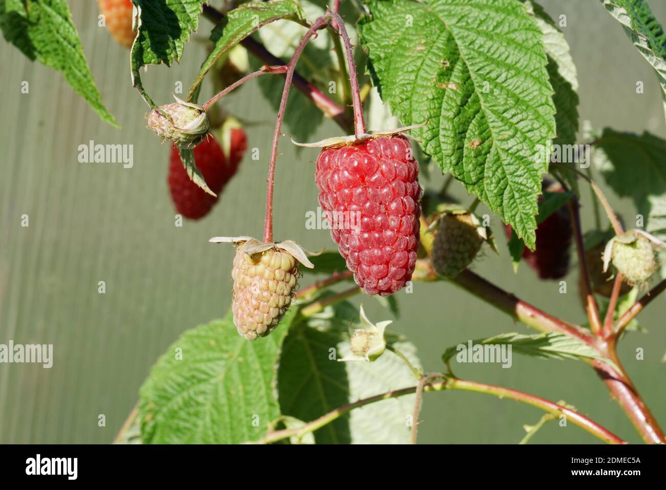 Raspberry variety "Cap of Monomakh" in the garden in summer Stock Photo ...