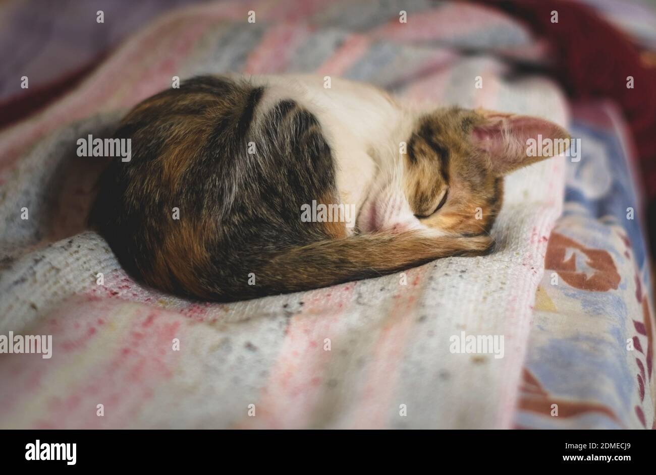 Curled up kitty hi-res stock photography and images - Alamy