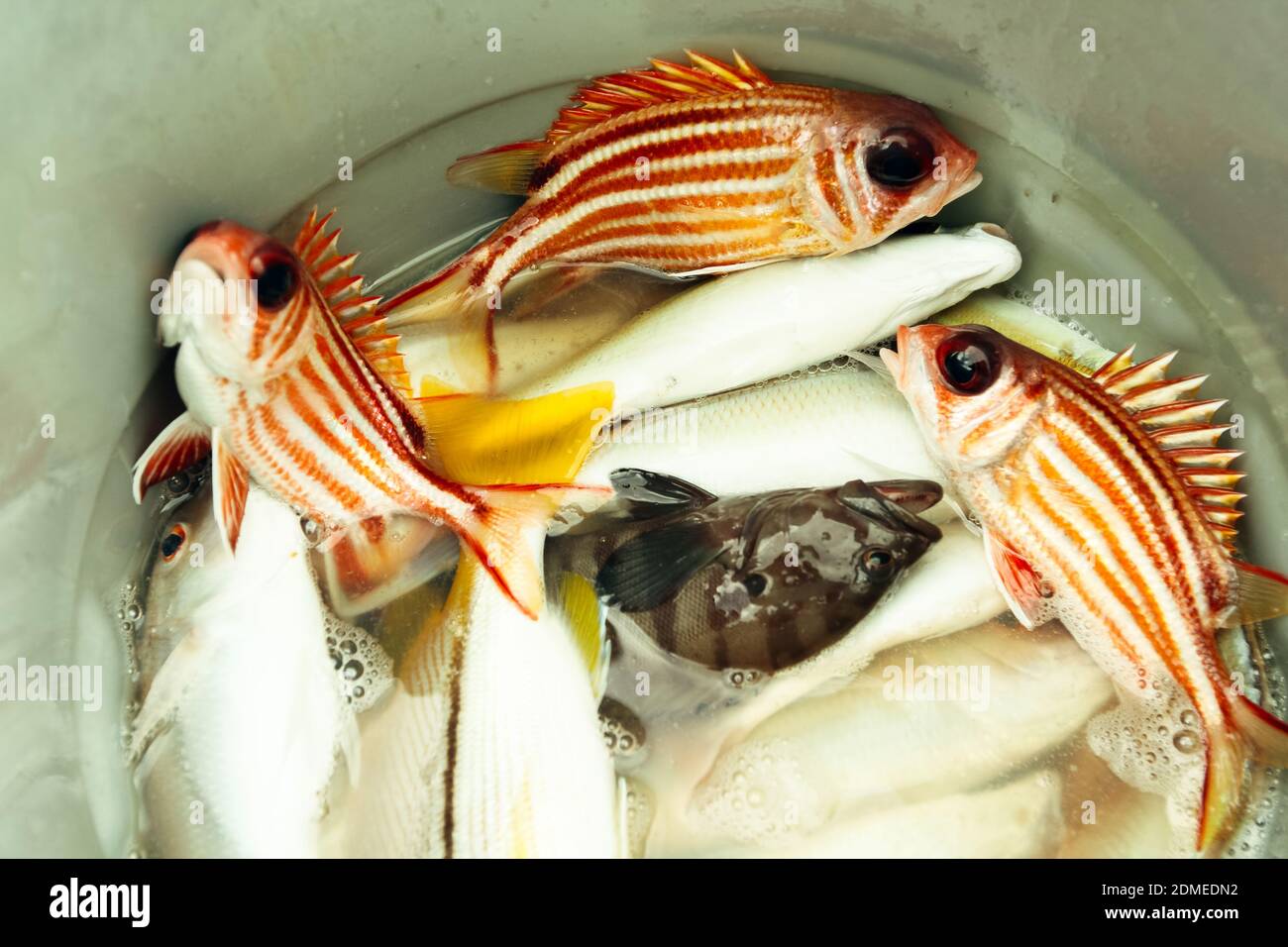 Fish in a bucket hi-res stock photography and images - Alamy