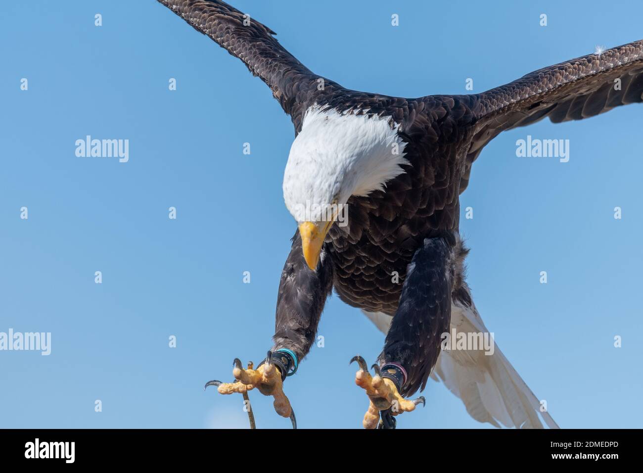 Bald Eagle Claws Close Up High Resolution Stock Photography and Images ...