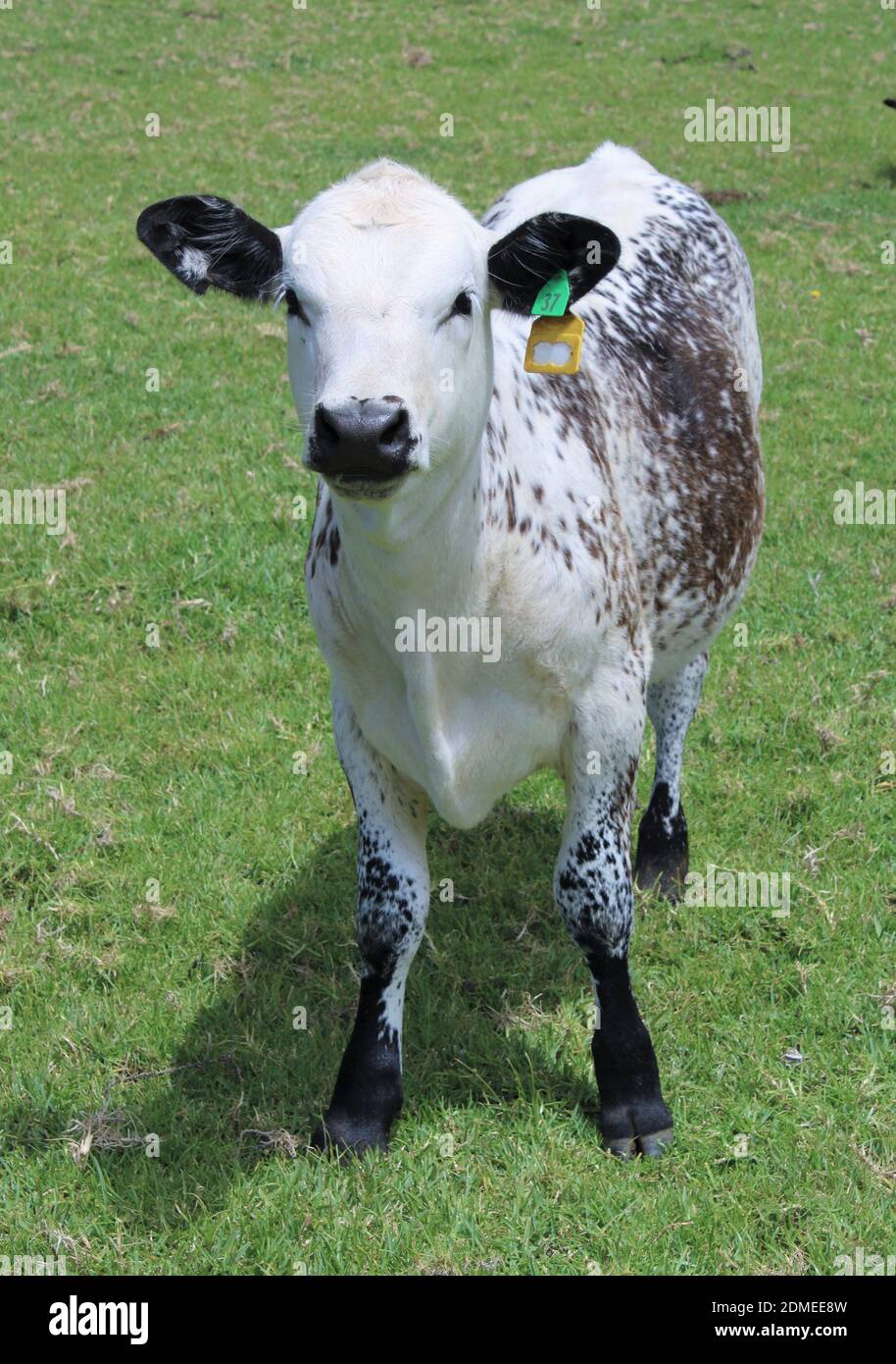Norfolk Island, Australian External Territory. Norfolk Blue Breed of ...