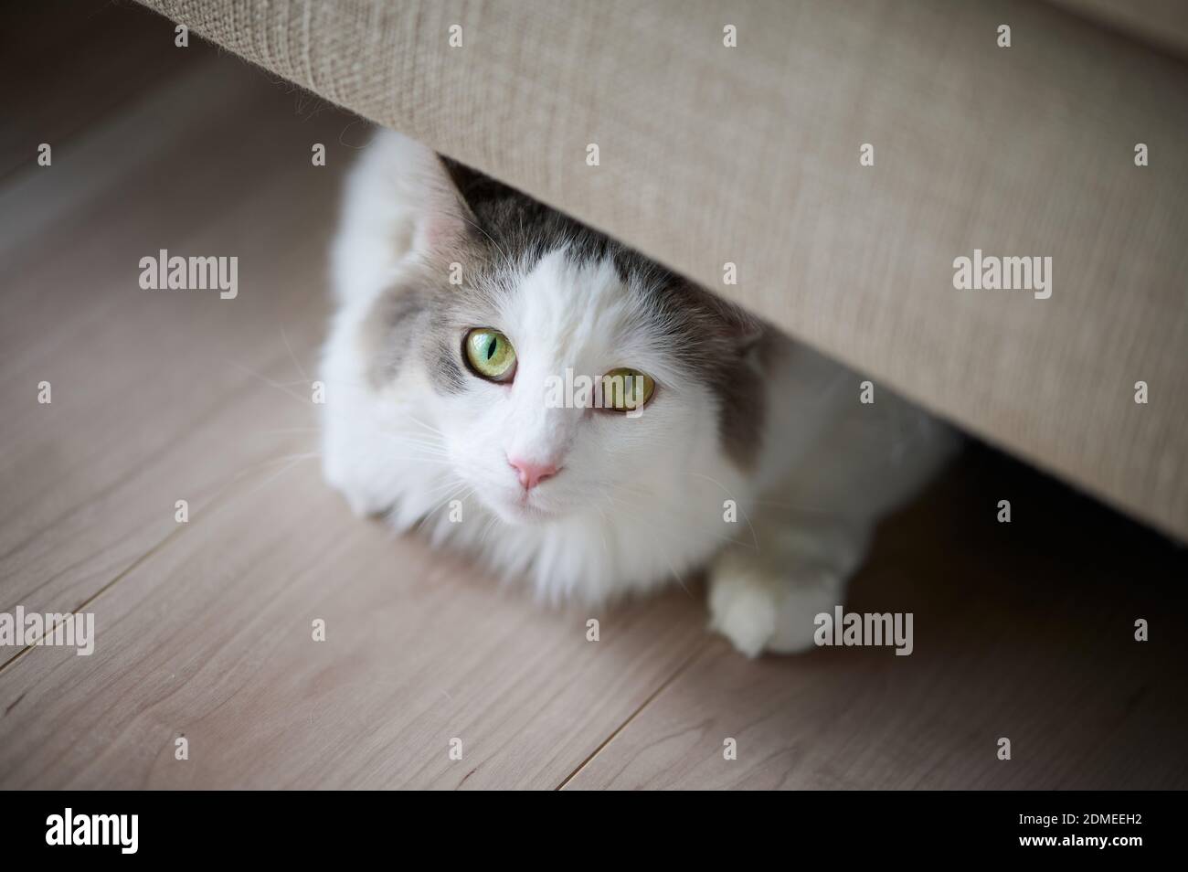 Cat under sofa hi-res stock photography and images - Alamy