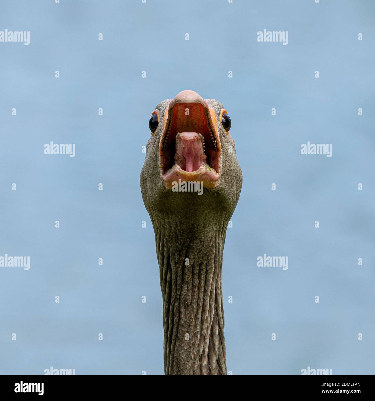Greylag goose angry hi-res stock photography and images - Alamy
