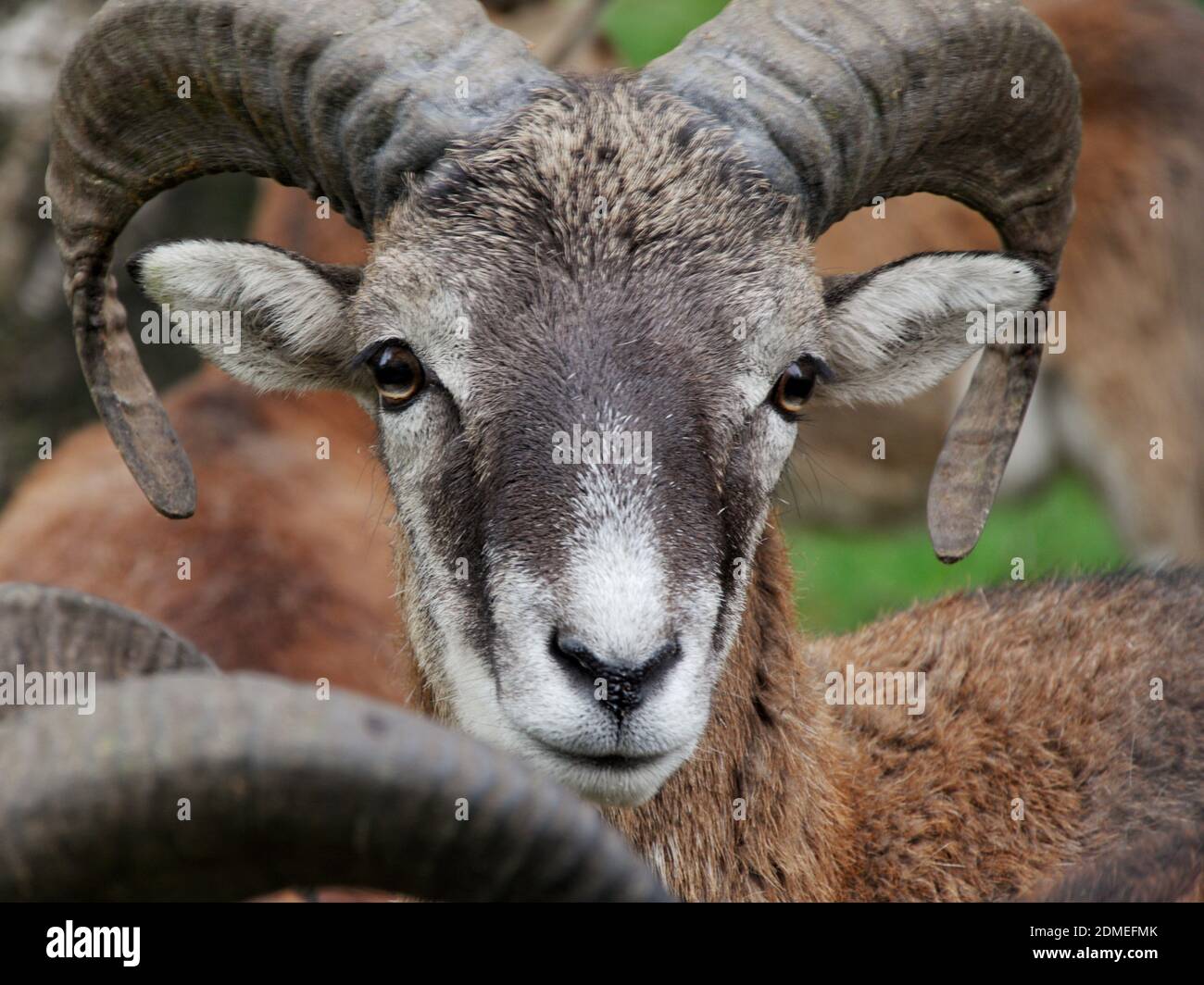 Portrait of mouflon hi-res stock photography and images - Alamy