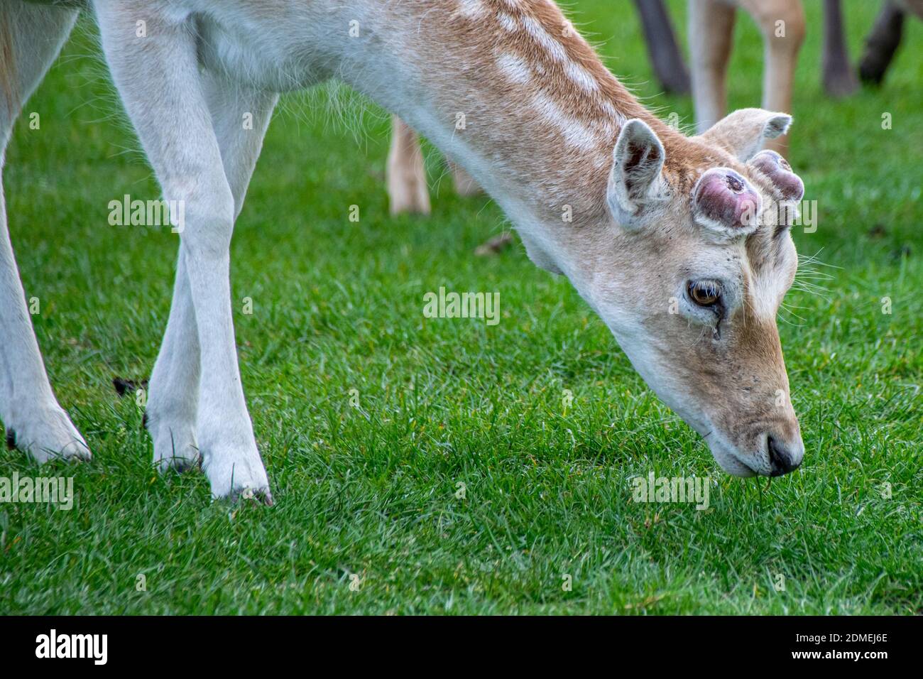 Female reindeer grow antlers hi-res stock photography and images - Alamy