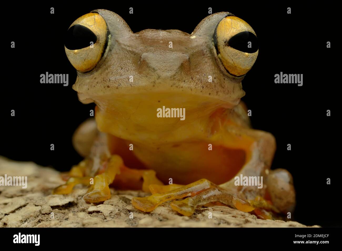 Big head frog with big eyes hi-res stock photography and images - Alamy