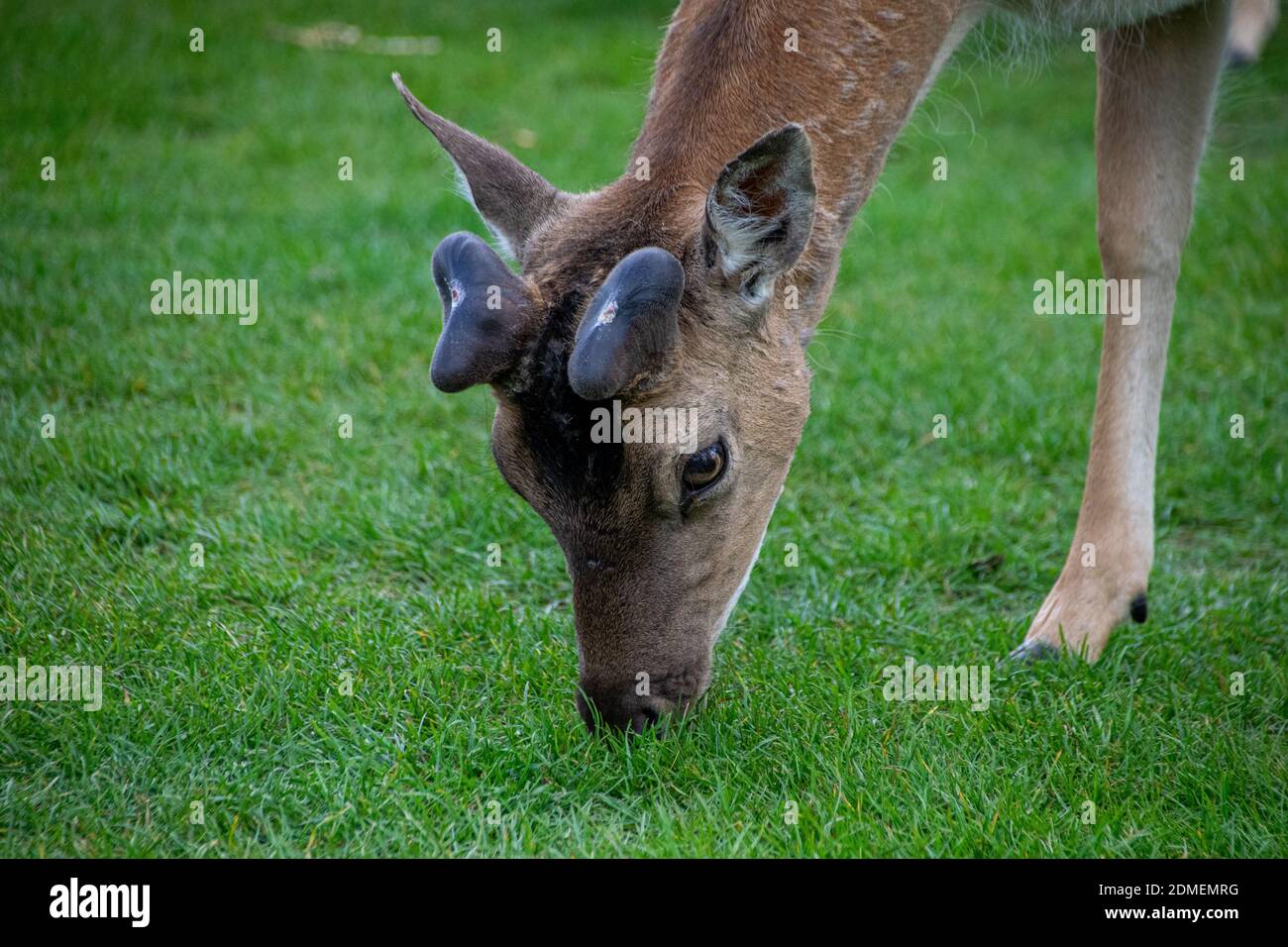 Female reindeer grow antlers hi-res stock photography and images - Alamy