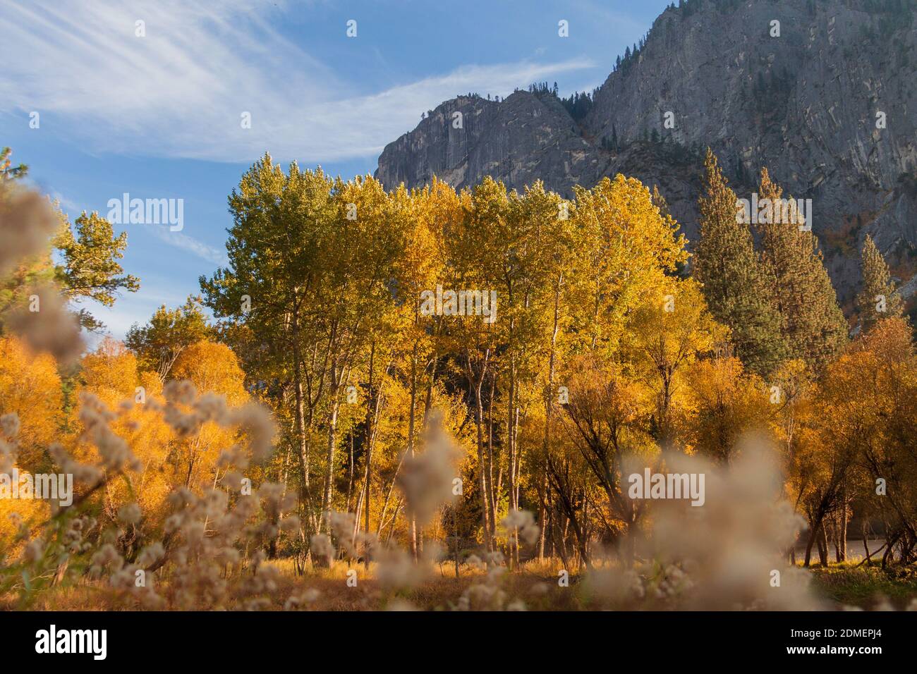 Scenic fall colors in Yosemite Valley with a meadow and trees Stock ...