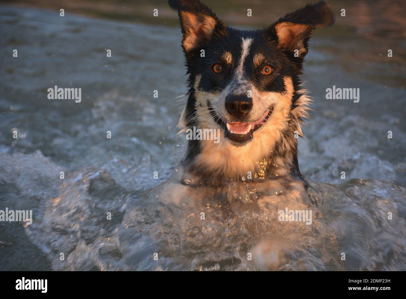 A portrait of an excited dog swimming in the wat Stock Photo - Alamy