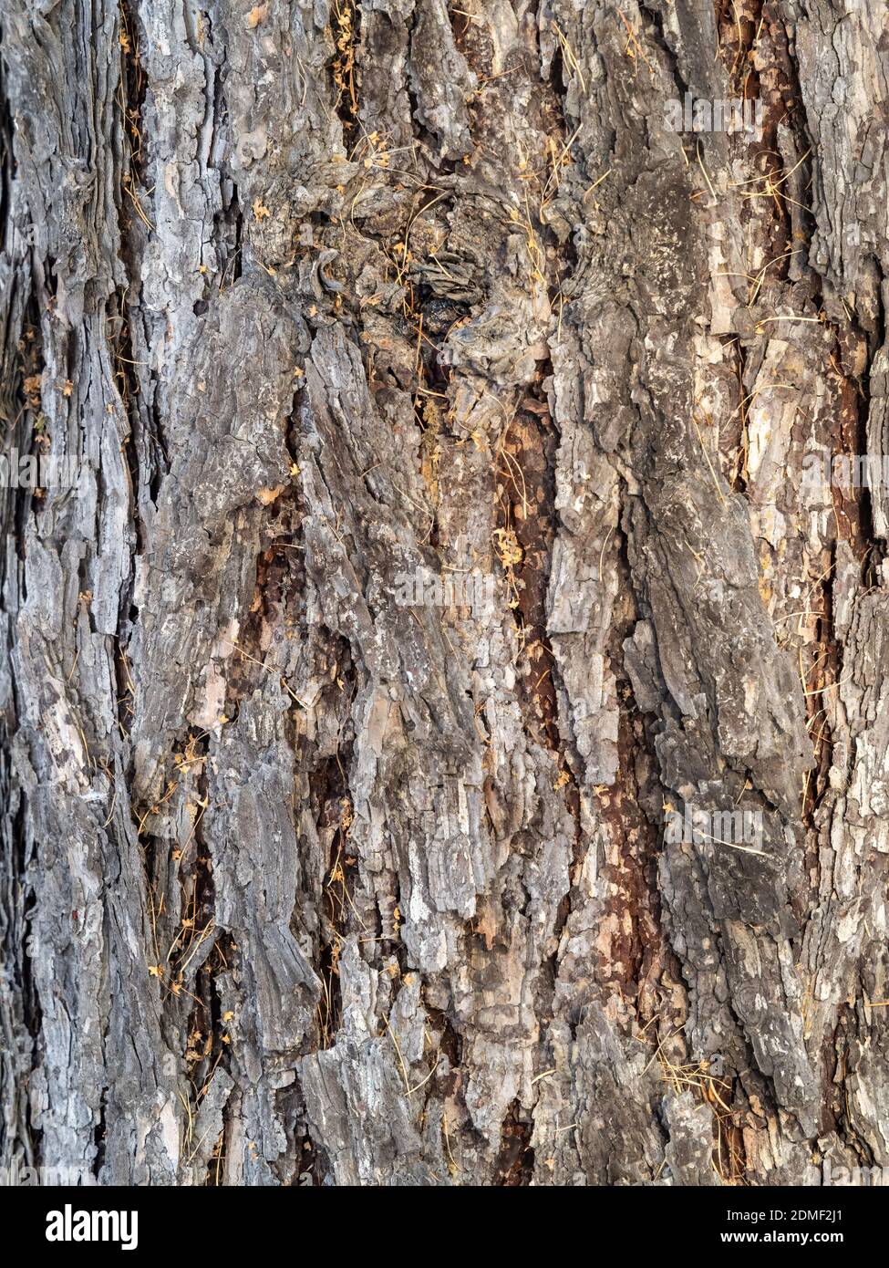 Bark texture and background of a old fir tree trunk. Detailed bark ...