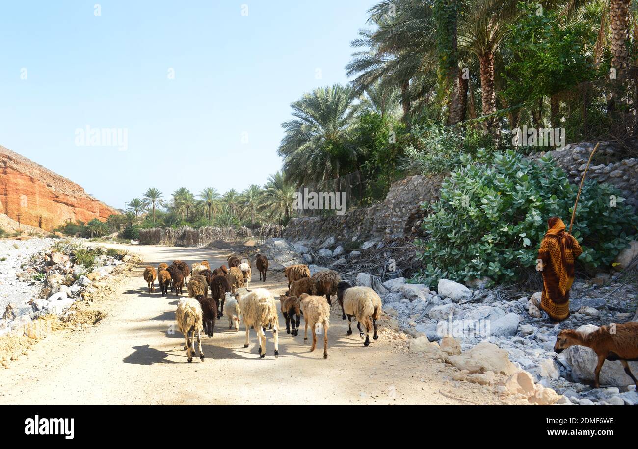 Sheep herder in Wadi Dayqah, Oman Stock Photo - Alamy