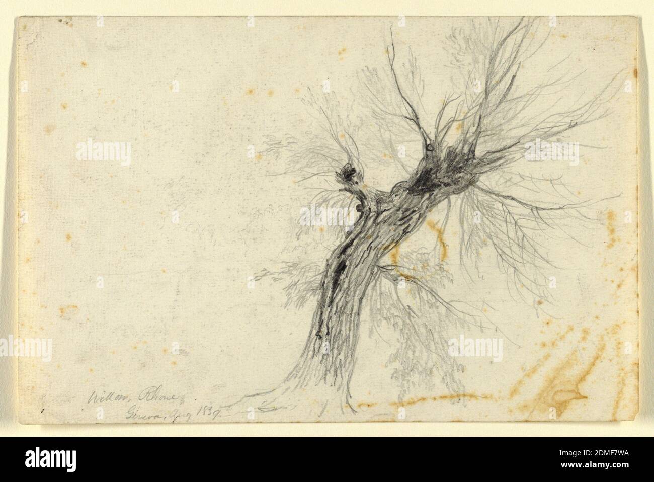 Black Willow Tree Drawing