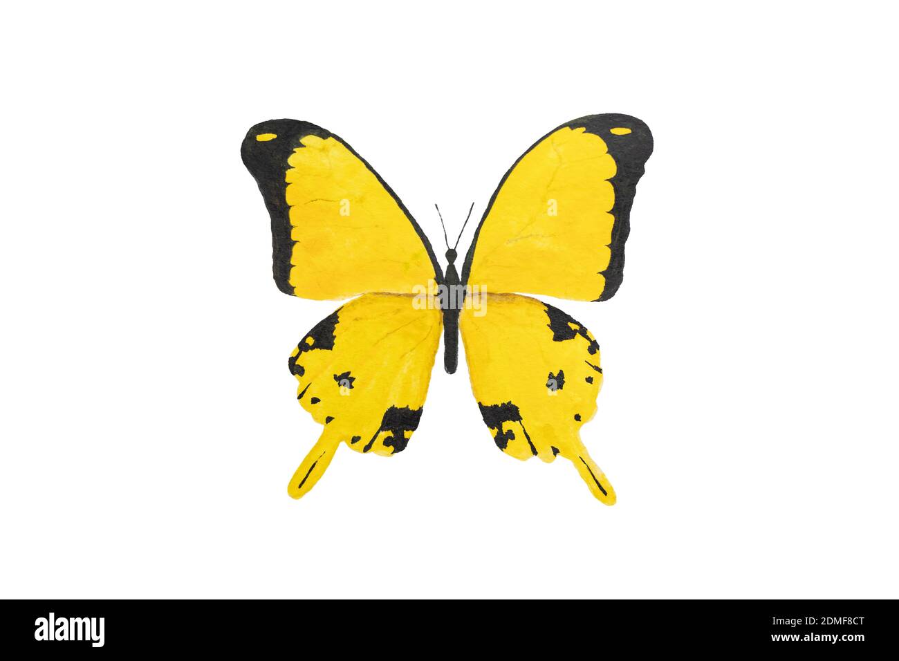 Yellow Papilio Thoas, King Swallowtail watercolor butterfly drawing ...