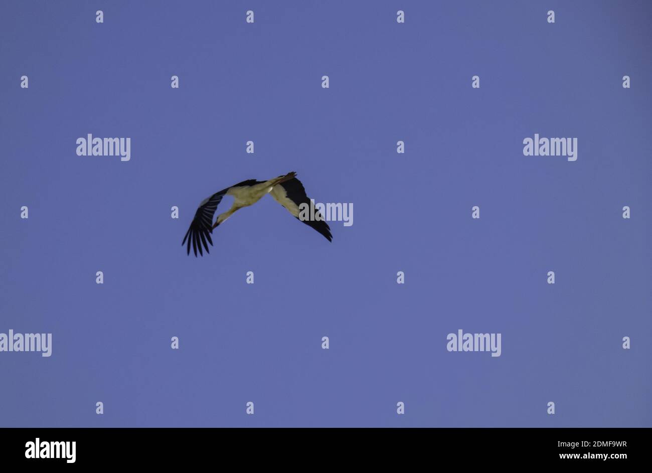 Beautiful shot stork flying hi-res stock photography and images - Alamy
